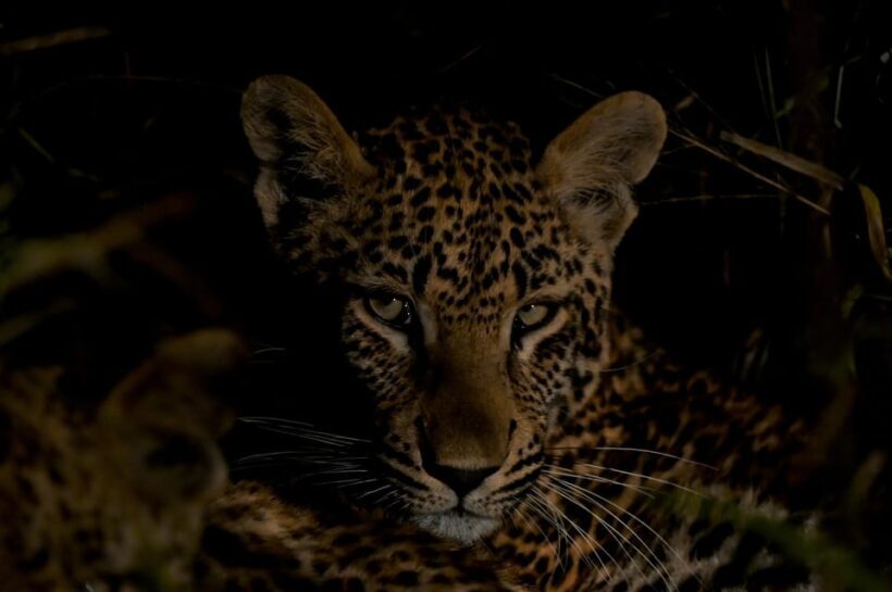 Sabie Game Reserve: Sunset Safari with Sundowners - What to Expect on Your Safari