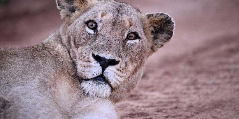 Sabie Game Reserve: Sunset Safari with Sundowners - Practical Details and Tips