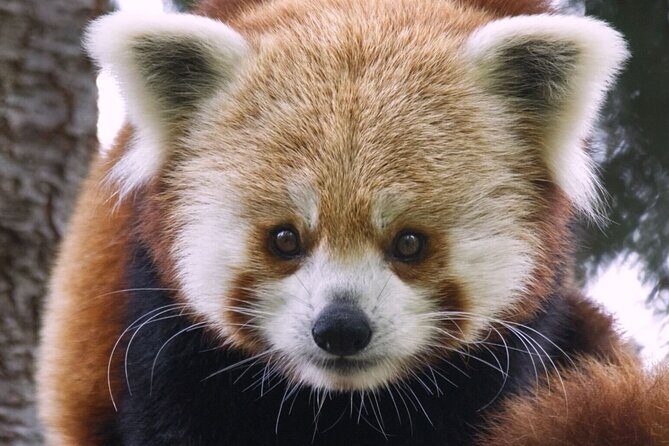 Sacramento Zoo General Admission Ticket - Introduction: What to Expect at Sacramento Zoo
