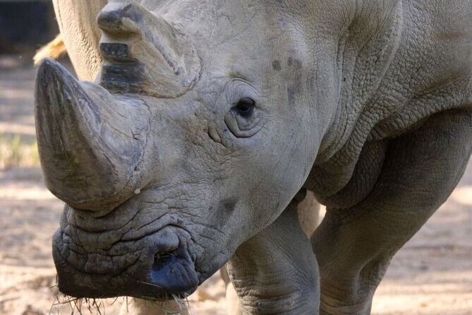 Sacramento Zoo General Admission Ticket - Making the Most of Your Visit: Tips & Insights