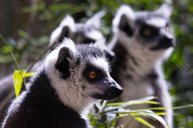 Sacramento Zoo General Admission Ticket - The Experience from Visitor Feedback