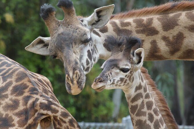 Sacramento Zoo General Admission Ticket - Practical Details: What Travelers Need to Know
