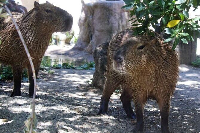 Sacramento Zoo General Admission Ticket - Who Should Consider Visiting Sacramento Zoo?