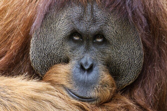 Sacramento Zoo General Admission Ticket - Final Thoughts: Is It Worth It?