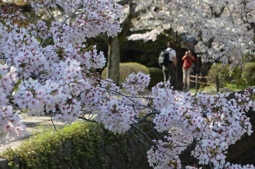 Sacred Pathways: Discover the Philosopher's Path of Kyoto - The Sum Up