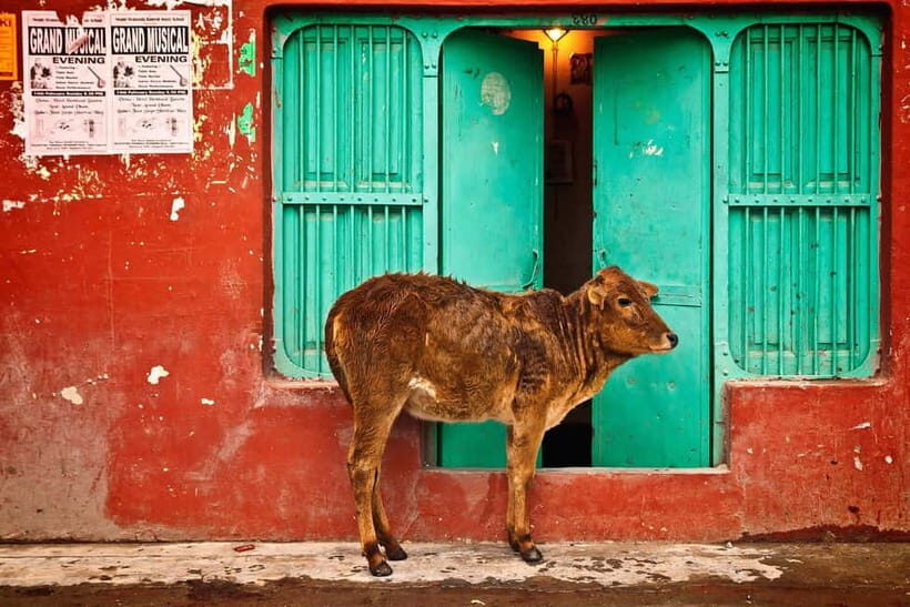 Sacred Streets Under the Stars: Night Tour of Rishikesh - Crossing Ram Jhula