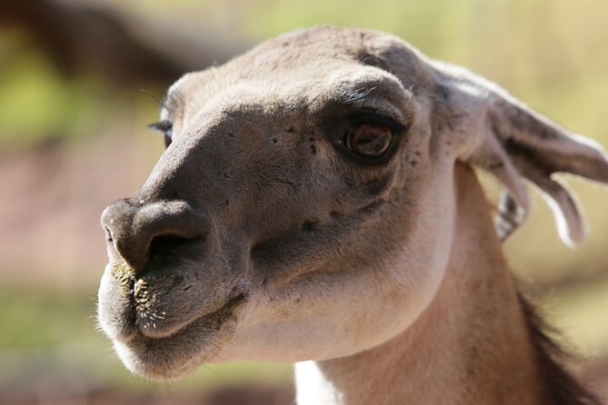 Sacred Valley Experience & Machu Picchu Sunrise 2 Day Journey - Accommodations and Meals