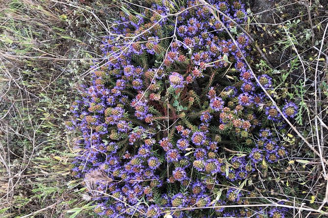 Safari 4x4 Camargue 2 Hours - Saintes Maries De La Mer - Private Tour - Recommendations for Participants