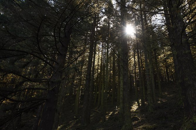 Safari 4x4 Pico Arieiro Santana in Small Group FlowerEAST - Experience Incredible Landscapes and Local Culture