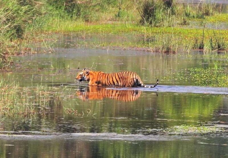 Safari Adventure in Bardia 3D/2N - Key Points