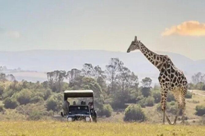 SAFARI Aquila Game Reserve - Round trip + Lunch incl. (Cape Town) - Exploring the Aquila Game Reserve Safari from Cape Town: A Complete Review