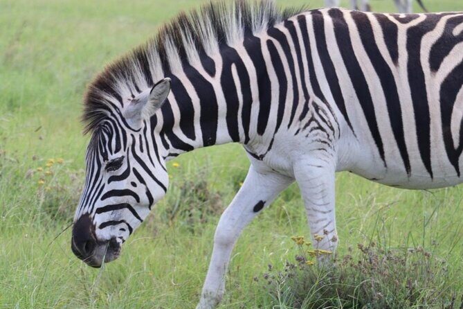SAFARI Aquila Game Reserve - Round trip + Lunch incl. (Cape Town) - The Return Journey and Overall Duration