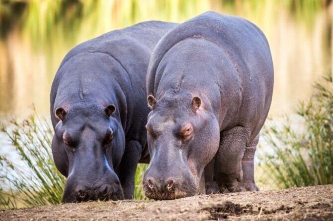 SAFARI Aquila Game Reserve - Round trip + Lunch incl. (Cape Town) - Pricing and Value