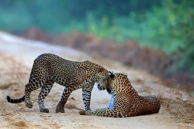 Safari at Wilpattu National Park from Negombo (All inclusive day tour) - Key Points