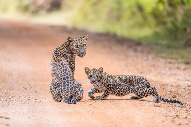 Safari at Wilpattu National Park from Negombo (All inclusive day tour) - FAQs