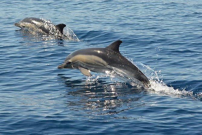 Safari & Boat Tour - Mountains & Dolphins - Experiencing the Local Culture and Cuisine