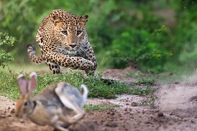 Safari Expedition's in Wild Wonders of Yala - The Value of This Tour