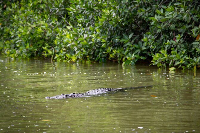 Safari in Rio Lagartos, Coloradas and Mayan Bath - Final Thoughts: Is This Tour Right for You?