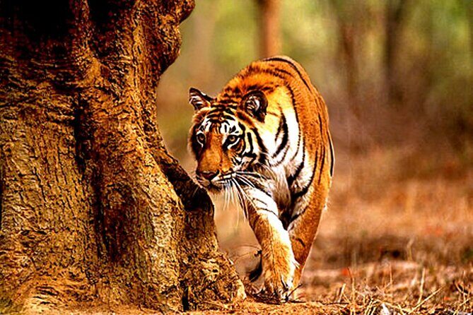 Safari in Tadoba National Park: Wilderness Roar from Nagpur - Key Points
