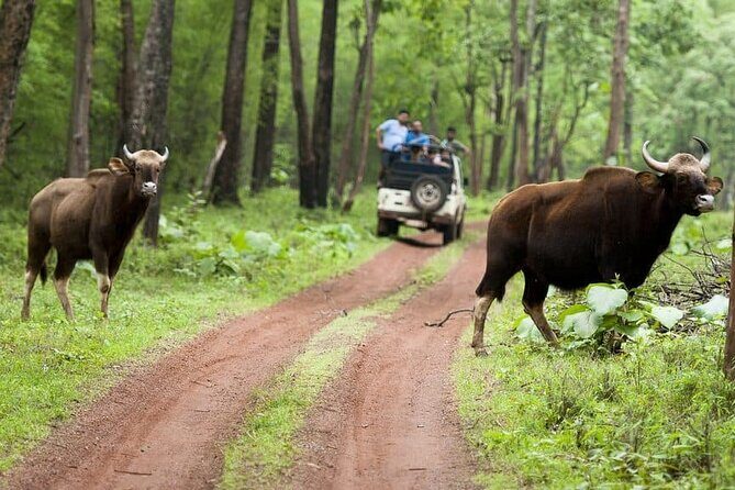 Safari in Tadoba National Park: Wilderness Roar from Nagpur - An In-Depth Look at the Tadoba Safari Experience