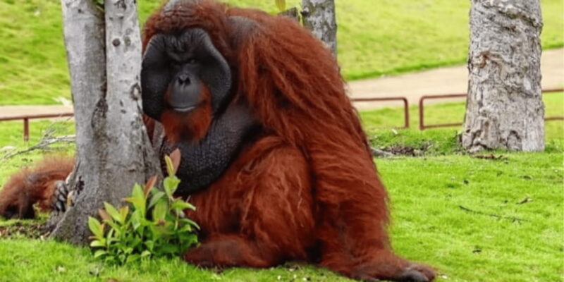 Safari Lagoi & Eco Farm Bintan - Key Points