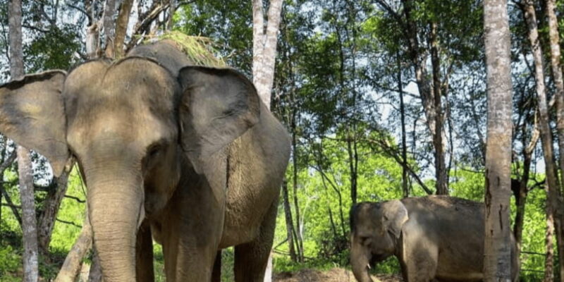 Safari Lagoi & Eco Farm Bintan - How This Tour Offers Value