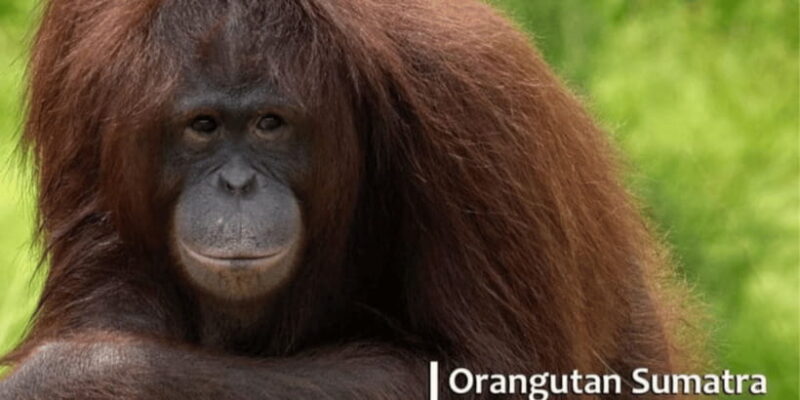 Safari Lagoi & Eco Farm Bintan - Who Should Consider This Tour?