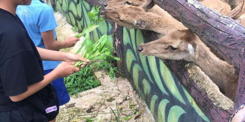 Safari Lagoi & Eco Farm Bintan - FAQ