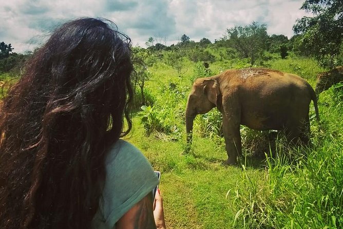 Safari Tour at Minneriya National Park - FAQ