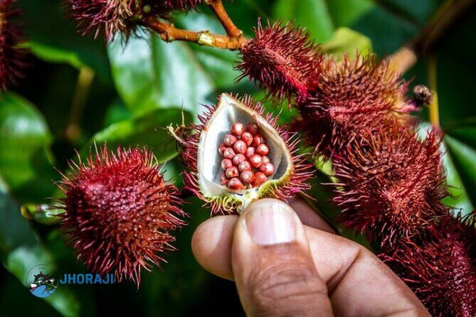 Safari tour with Jhoraji : mountain rivers and local market - The Journey Begins: Punta Cana to Higüey