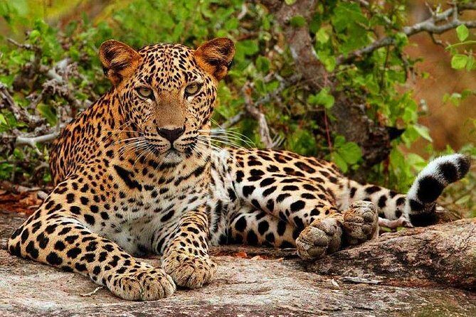 Safari Tour Yala National Park - 2 nights 3 days - A Complete Look at the 3-Day Yala Safari Tour