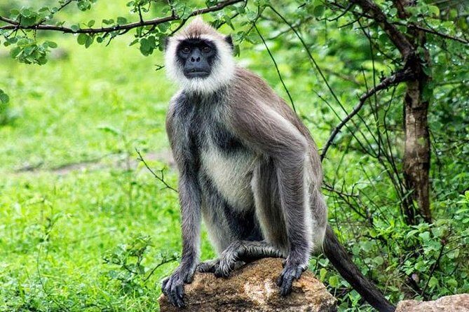 Safari Tour Yala National Park - 2 nights 3 days - Who Will Love This Tour?