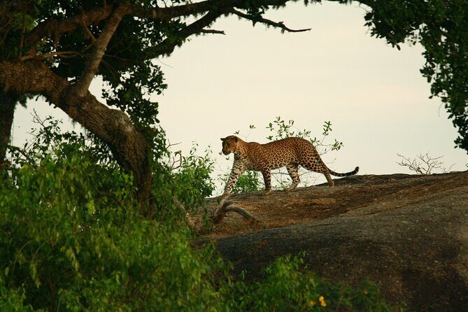 Safari Tour Yala National Park - 2 nights 3 days - The Sum Up