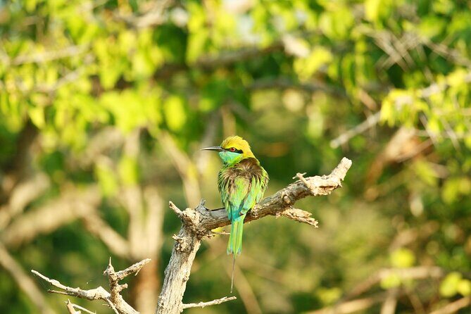 Safari Tour Yala National Park - 2 nights 3 days - FAQ