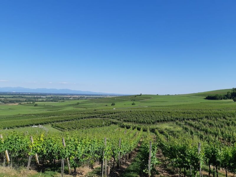 Safari Wine Villages & Wine tasting - An In-Depth Look at the Tour Experience