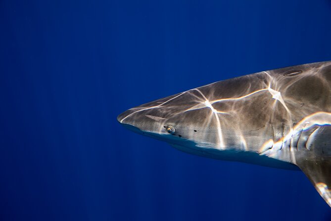 Safe and Educational Shark Dive from Haleiwa: Sharks Guaranteed - FAQs