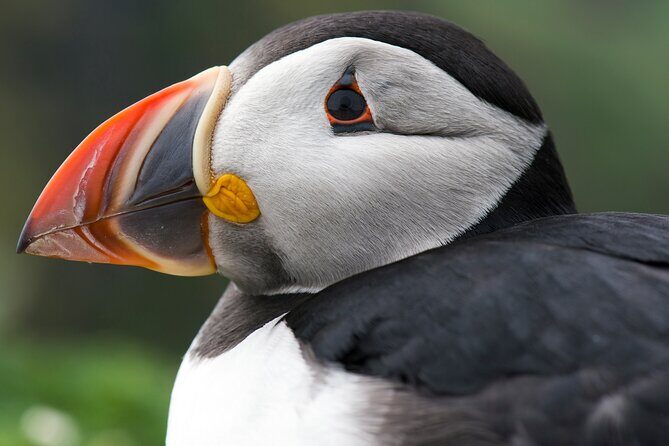 Safe Ride for Travellers to Edmonton - A Practical Review of the Safe Ride for Travellers in Edmonton