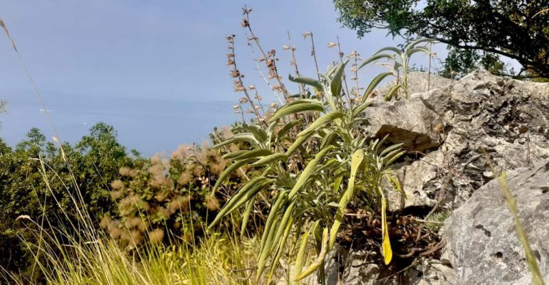 Sage Route - Key Points