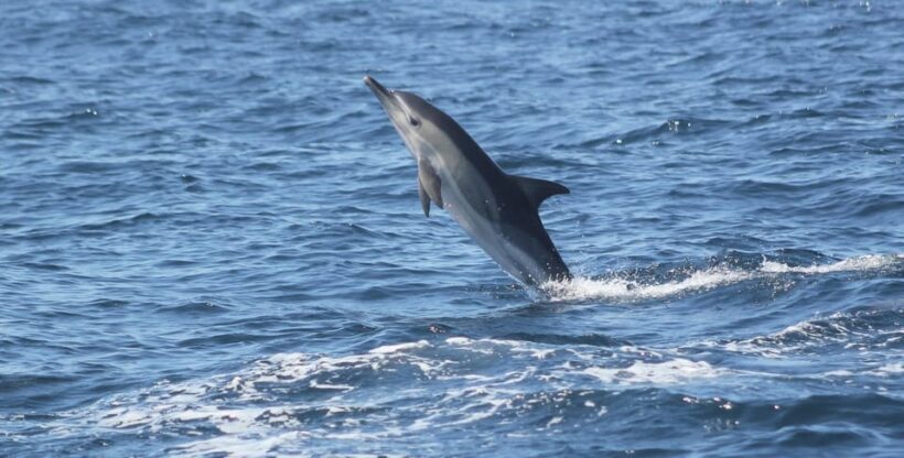 Sagres: Dolphin Watching Tour - The itinerary — What to expect at each stage