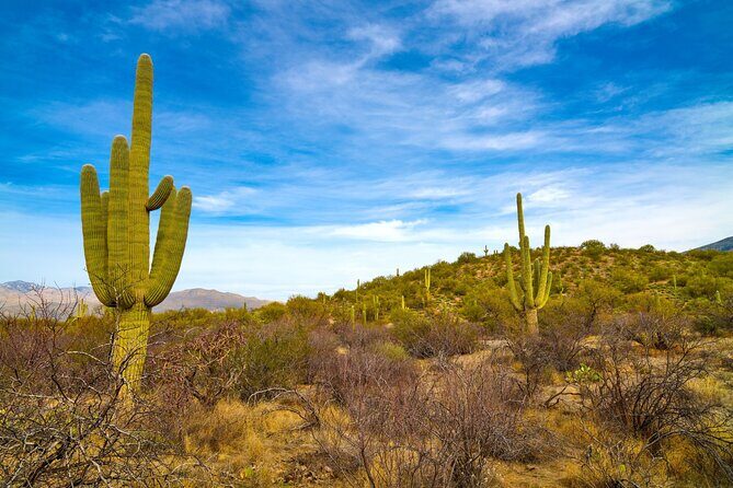 Saguaro NP and Mt. Lemmon Self Guided Driving Audio Tour Bundle - A Deep Dive into the Experience