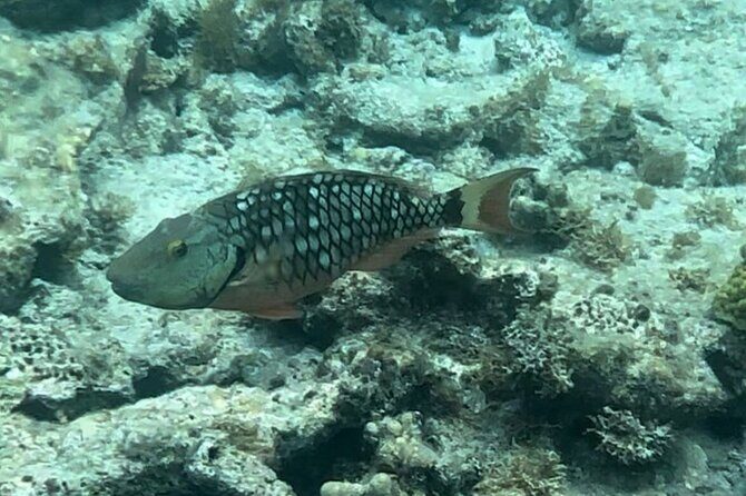 Sail and Snorkel Private Charter - Mid-Day Sail 1230pm to Sunset - Practical Details: What To Know