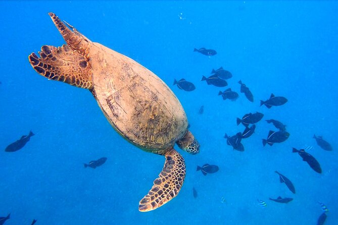 Sail and Turtle Snorkeling Tour in Waikiki - Practical Tips for Booking and Enjoying the Tour
