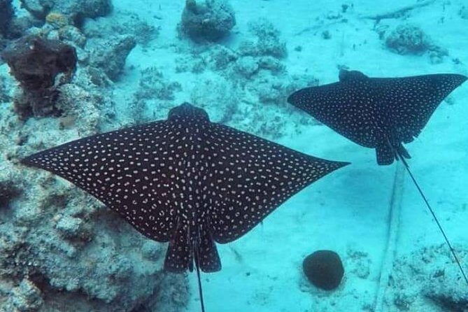 Sail/Snorkel Adventure from Sapphire Marina,STT NO CROWDS~ 6 GUEST MAX - Key Points