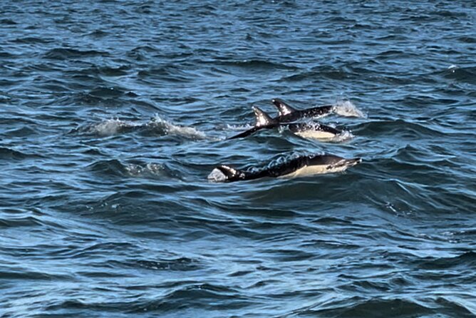 Sailboat Excursion Along the Magnificent Tagus River - Knowledgeable and Friendly Staff