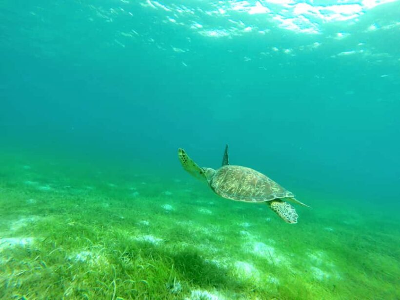 Sailing catamaran in La Baie des Saintes - Practical Details and Value
