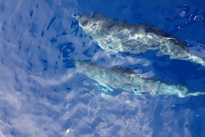 Sailing day trip on Tall Ship Andrea Jensen with Lunch and Wine - Key Points