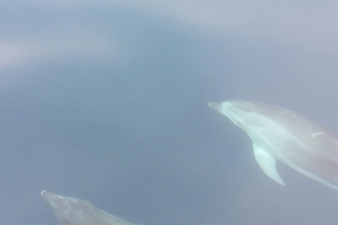 Sailing day trip on Tall Ship Andrea Jensen with Lunch and Wine - FAQ