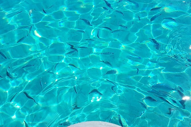 Sailing Ship From Porto San Paolo (S.Teodoro-Olbia) to Tavolara, Molara - Tour Conditions and Accessibility