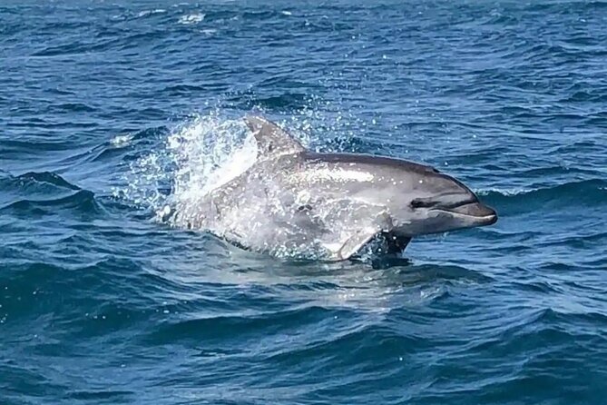 Sailing, Swimming, Snorkeling, & Relaxing in Castelsardo, Sardinia - Snorkeling in the Crystal-Clear Waters