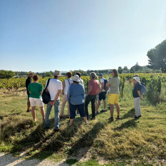 Saint-Didier: Visit a Winery & Taste Organic Wines - What to Expect During the Visit